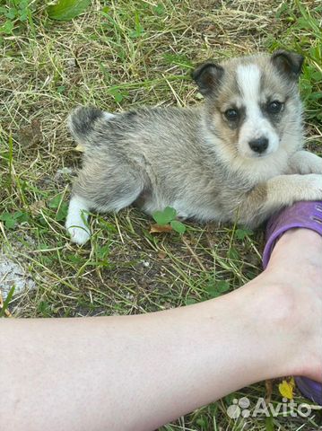 Отдам в добрые руки щенков