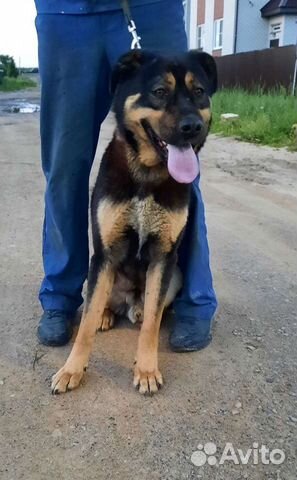 Красавец Мухтар в добрые руки