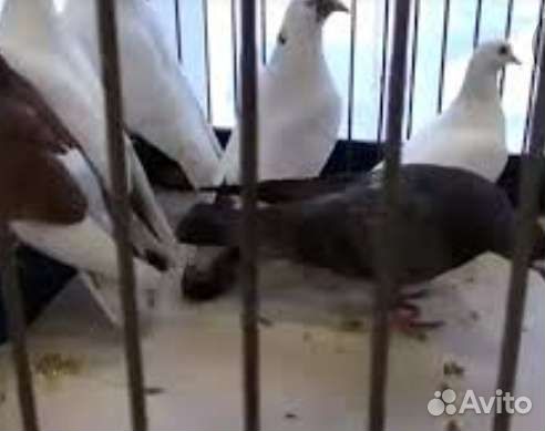 Голуби Армянские-поющие