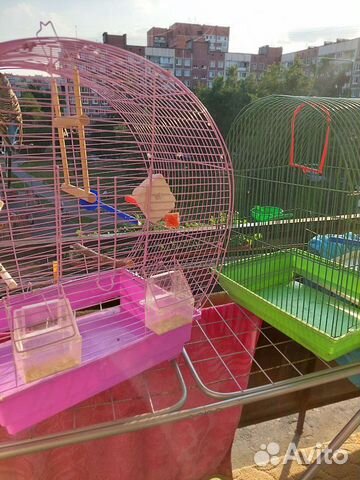 Попугаи волнистые +2 клетки в подарок