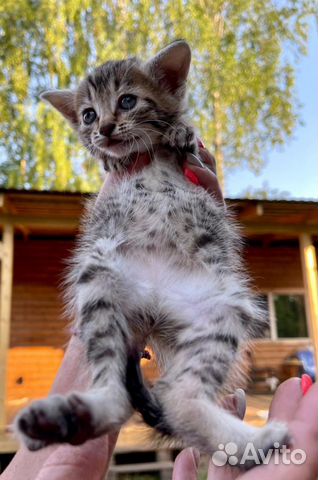 Котенок, мальчик