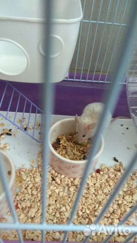 Мышь белая сатиновая, клетка