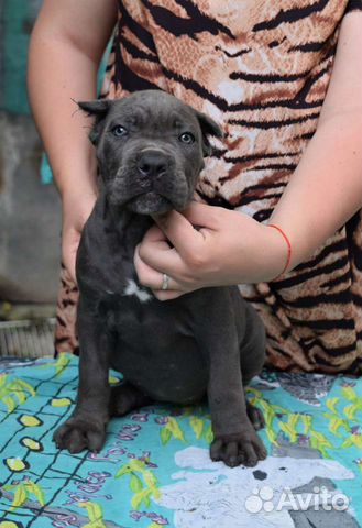 Малышка Кане Корсо2 месяца