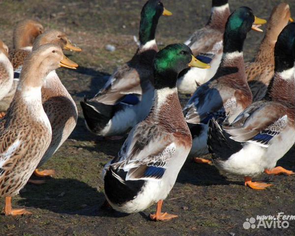 Утки,утята Башкирские и Мускусные
