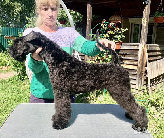 Керри блю тертер щенок сука