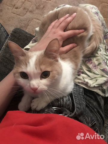 Кошка Сливка в добрые руки