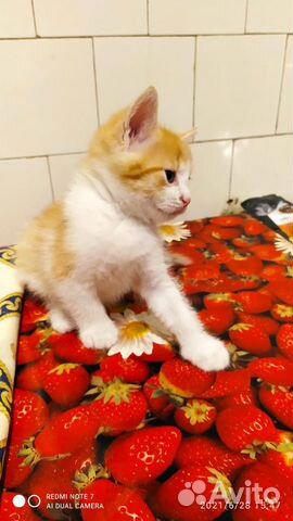 Котенок в дар