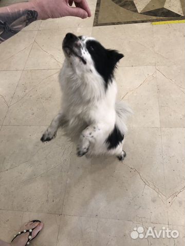 Найдена черно-белая собака