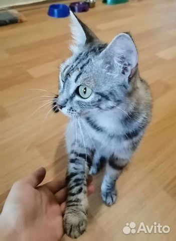 Прекрасная Пиппа ищет дом