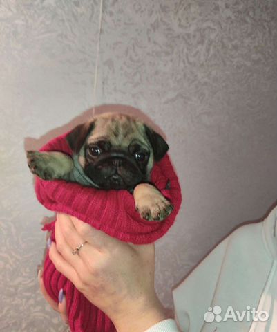 Щенки мопса