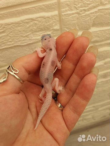 Геккон эублефар