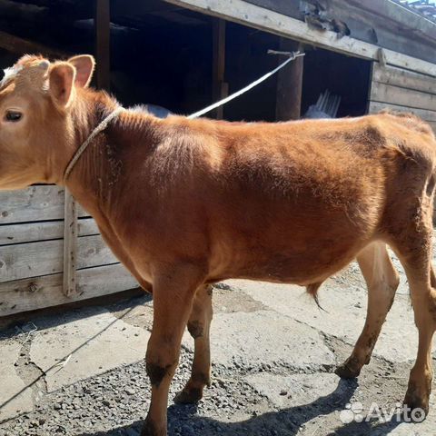 Бычок 6 месяцев