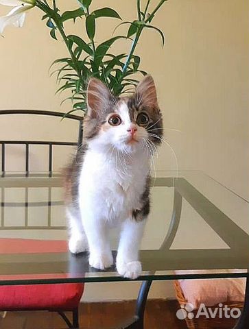 Добрая малышка в добрые руки