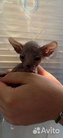 Донской сфинкс