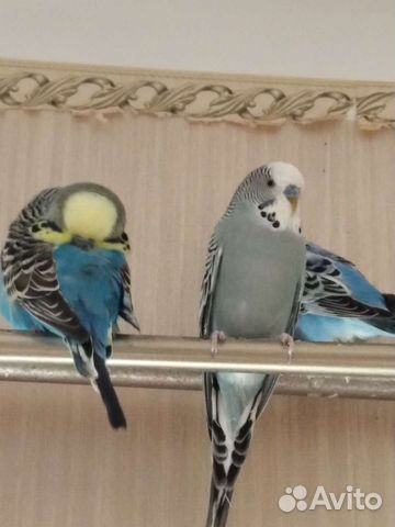 Волнистый попугай