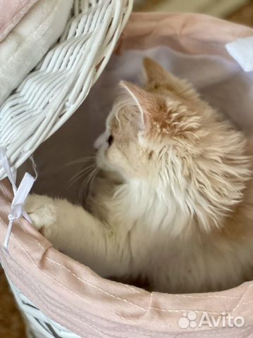 Котенок, котик 3.5 мес