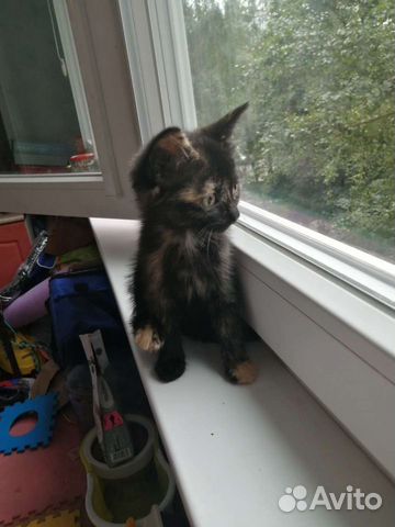 SOS Котята ищут дом