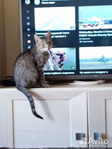 Котенок-подросток пестрый, мальчик в добрые руки