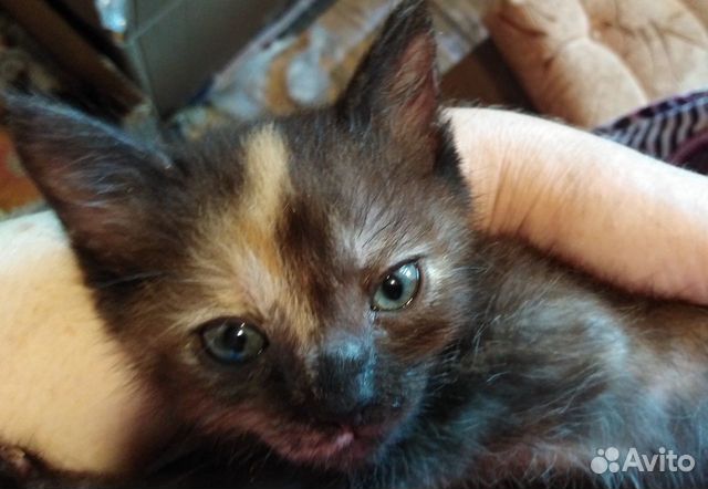 Шоколадные медвежата