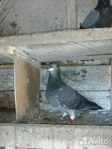 Голуби почтовые