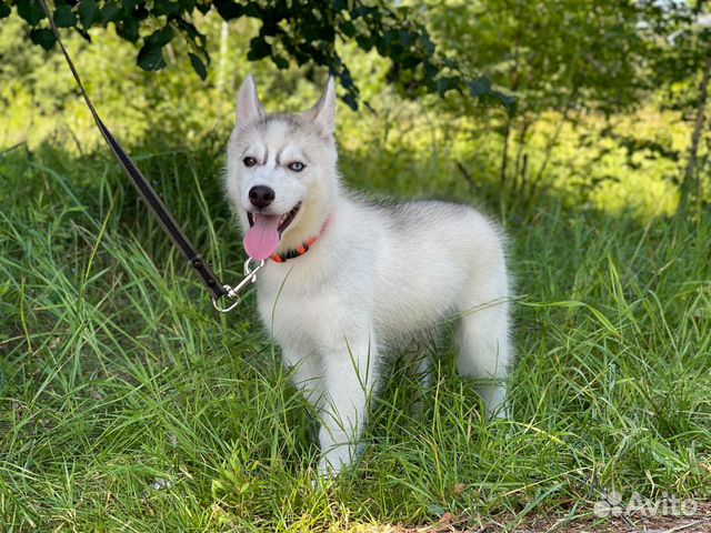 Серо-белый разноглазый кобель хаски РКФ