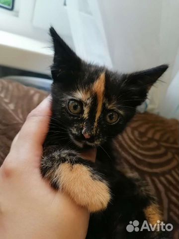 Котенок в хорошие руки