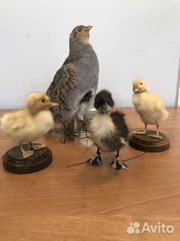 Чучела птиц для рисования