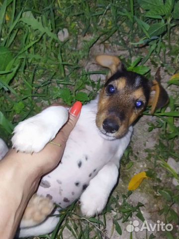 Фокстерьер