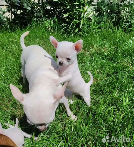 Щенки чихуахуа мини