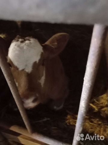 Бычки и быки телки