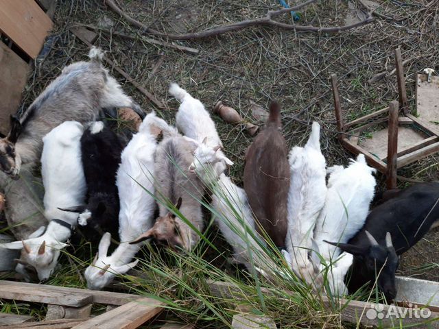 Козлята зааненские