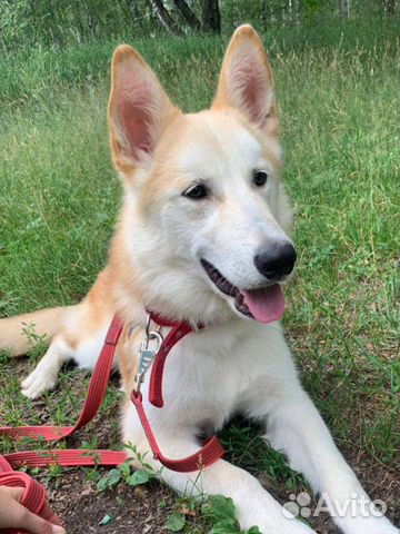 Добрый паркнь и просто красавец ищет верного друга