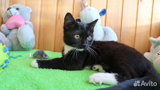 Сима ищет доброго хозяина