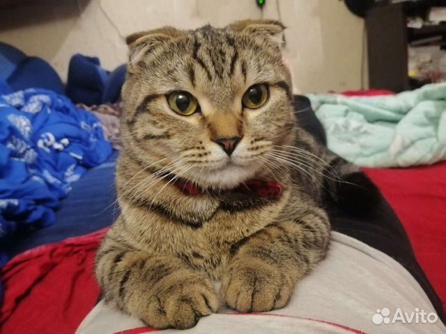 Шотландская вислоухая кошка, добрая игривая очень
