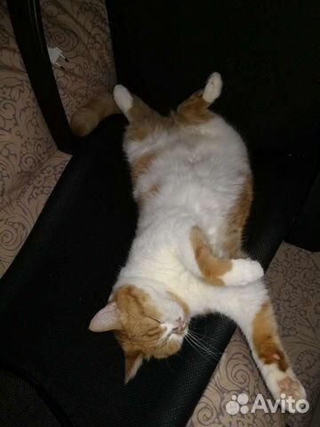 Кот