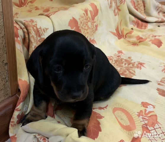 Миниатюрная такса