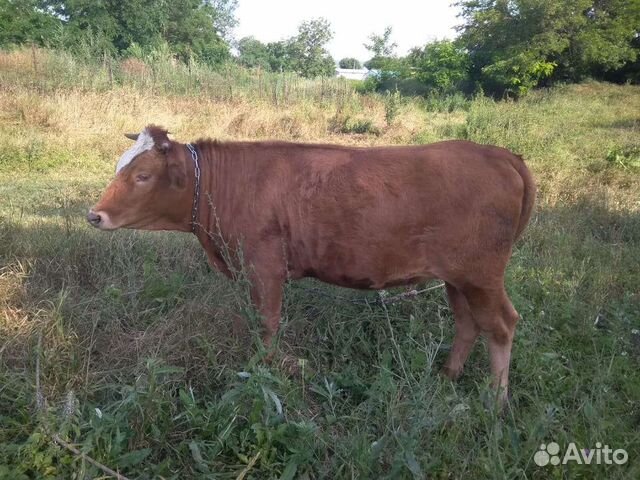 Корова высокоудойная