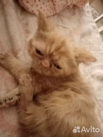 Экзотический котенок перс