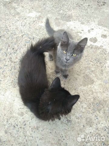 Котята от русской голубой кошки и простого кота