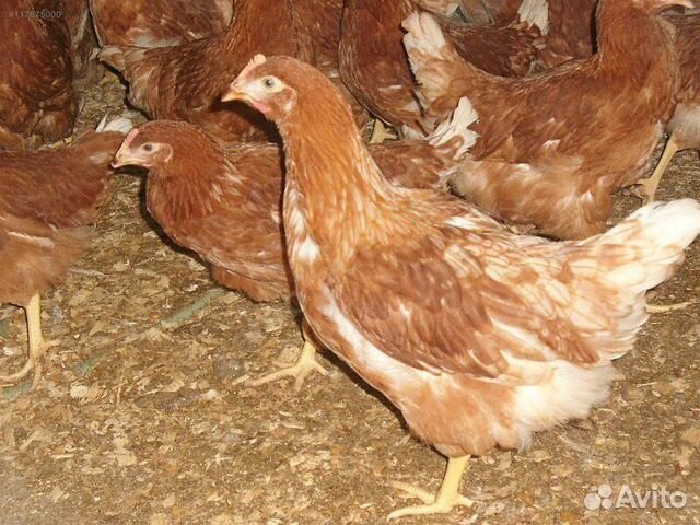 Курочки несушки 3.5 мес