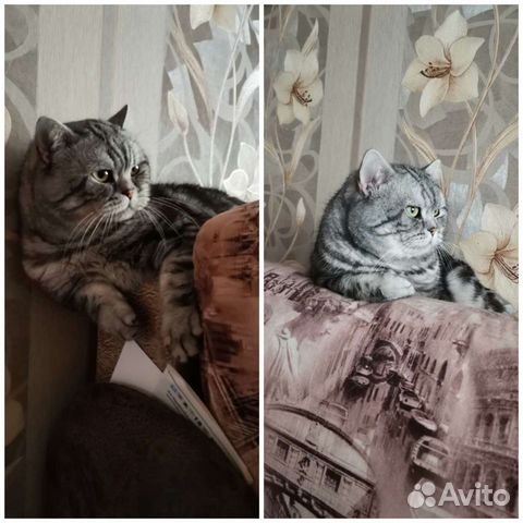 Шотландский кот вязка