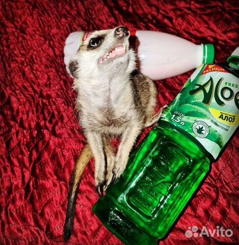 Сурикат девочка