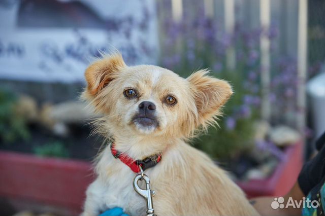 Маленькая собачка нежная малышка Моника ищет дом