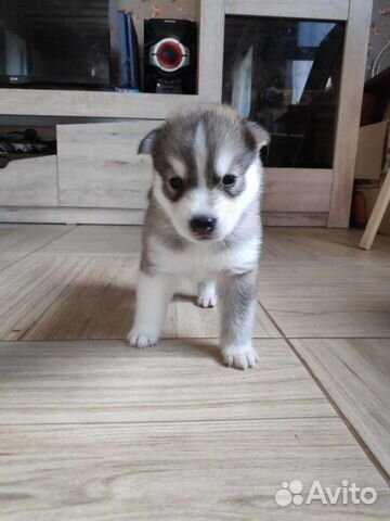 Щенки хаски и маламута