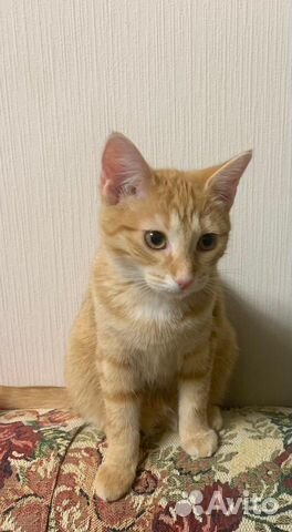 Рыжая кошка