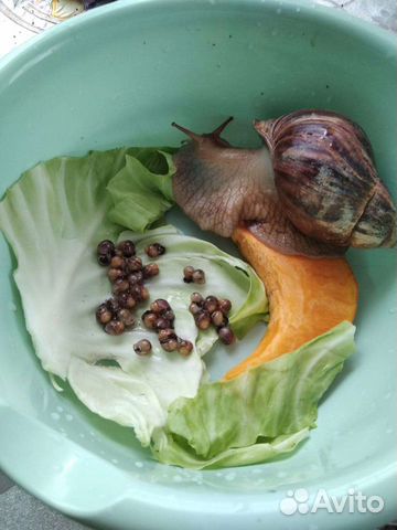 Улитки ахатинки