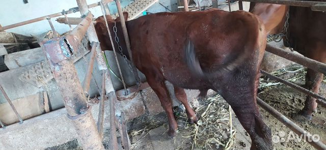 Бычок 7 месяцев