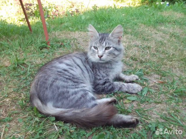 В добрые руки отдается породистый кот