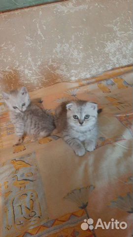 Котята в дар