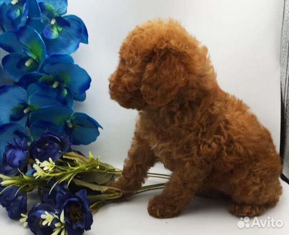 Супер детки мальтипу